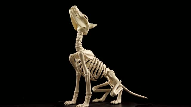 Wolf Skeleton Sitting
